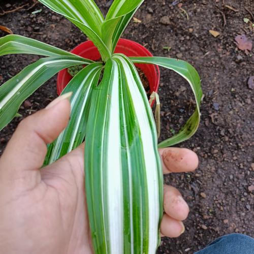 Jual Tanaman hias Parigata / Parigata 2 warna - Jakarta Timur - jakarta ...