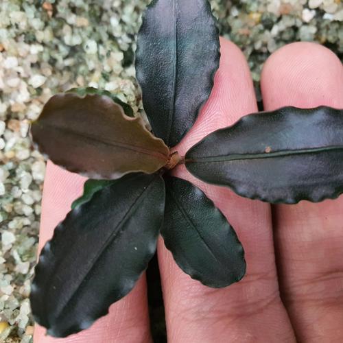 Jual Bucephalandra Brownie Neo - Kab. Bandung Barat - Indonesia Nature ...