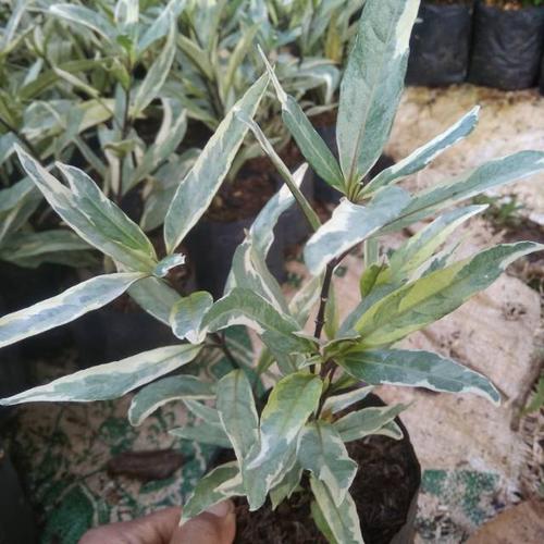 Jual Tanaman hias outdoor gandarusa - tanaman hias - Kab. Bogor ...