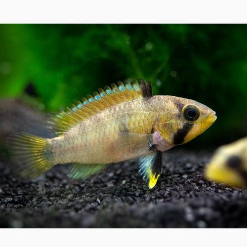 Jual apistogramma panduro - Kota Bogor - Danish999 | Tokopedia