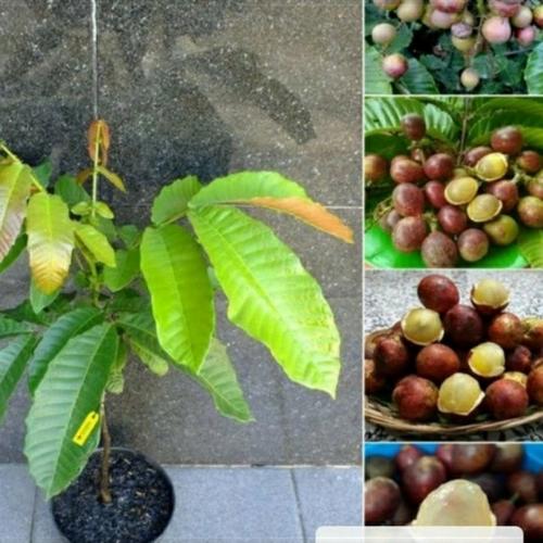 Jual Bibit Tanaman Buah Matoa - Kota Denpasar - Dintang Bibit Shop ...