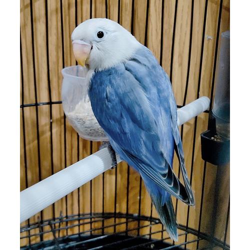 Jual Burung love bird jenis biola violet burung cantik premium - Kota ...