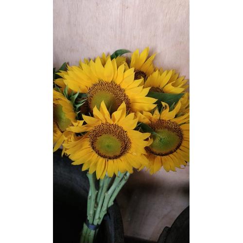 Jual Bunga Tangkai Matahari Asli Segar / Bunga Potong Pertangkai ...