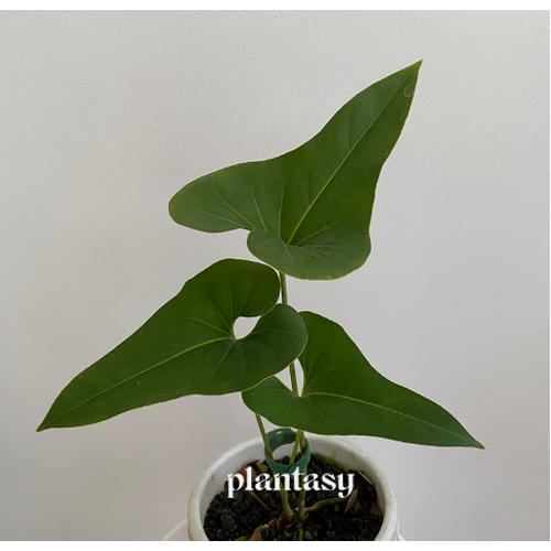 Jual Tanaman Hias ANTHURIUM BROWNII / ANTHURIUM CORONG - Kota Tangerang ...