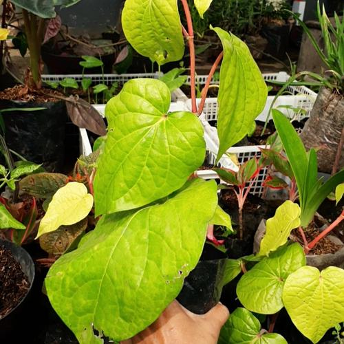 Jual tanaman sirih bali, daun rimbun - Kota Bandung - Asean Mt64 ...