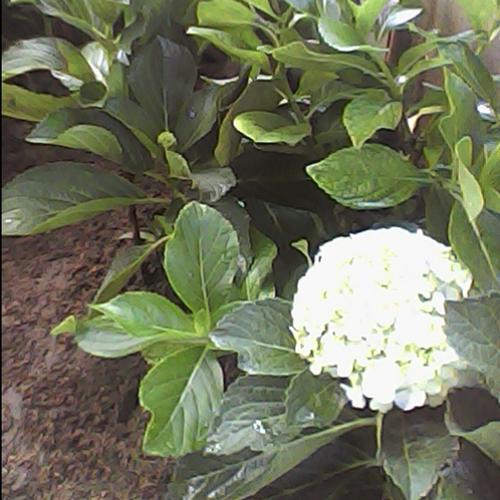 Jual Tanaman Hias Bunga Hydrangea / Pancawarna / Bokor - Kota Tangerang ...