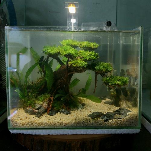 Jual (KHUSUS GOSEND/GRAB EXPRESS) Aquascape mini + lampu usb - Tank ...