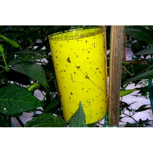 Jual Perangkap Likat Kuning (Yellow Sticky Trap) - kecil - Kota ...