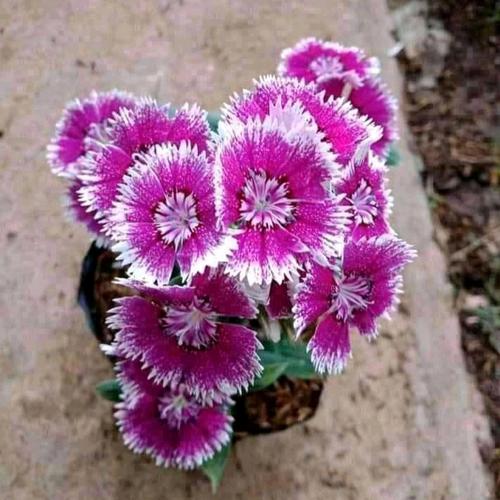 Jual PAKET 8 WARNA TANAMAN BUNGA ANYELIR DIANTHUS - 3 - Kab. Cianjur ...