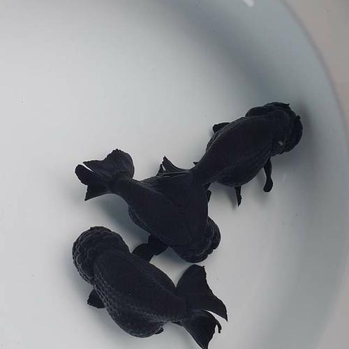 Jual Ikan Mas Koki Rancu Black Jumbo/ Ranchu Black Solid - Kota ...