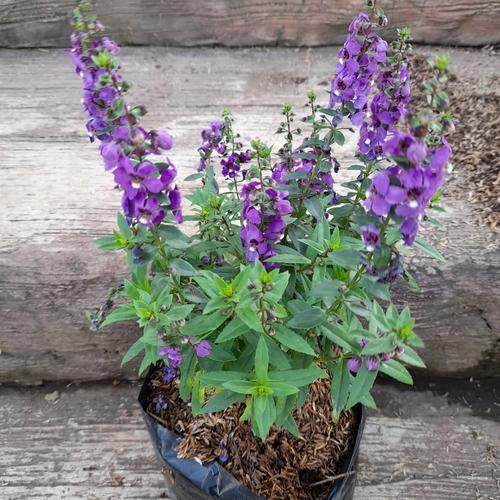 Jual Tanaman Hias lavender angelonia - Putih - Kota Batu - Rocketfield ...