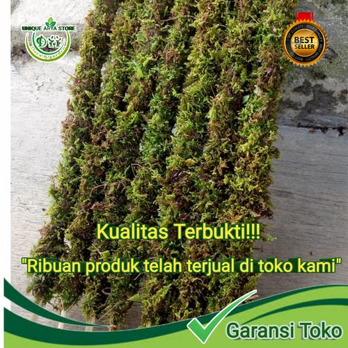 Jual turus lumut bambu media tanam akar angin 75 cm - Kab. Cianjur ...