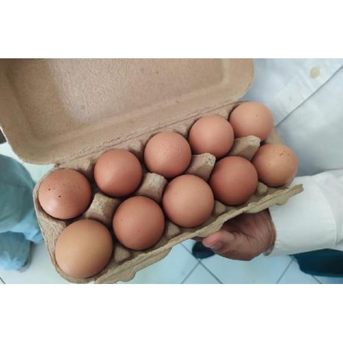 Jual paket telur 1box isi 10 dan ayam karkas 1 kg - Kab. Kediri - RR-TF ...