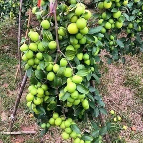 Jual tanaman buah apel futsa/bidara india - Kab. Bogor - sumbertanimuda ...