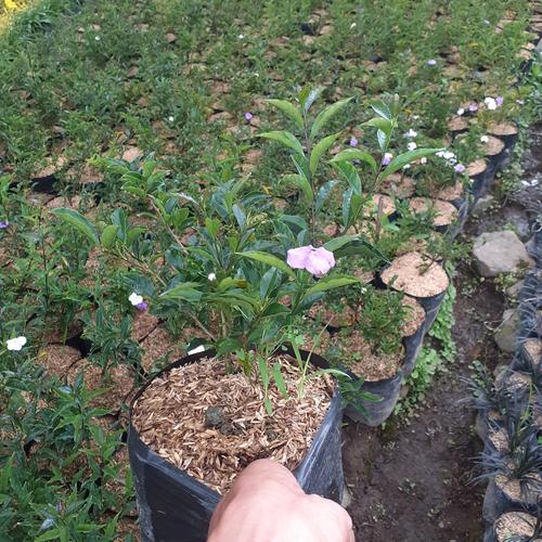 Jual tanaman hias melati costa hrga borongan - Kab. Cianjur - florist ...