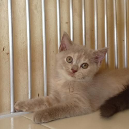 Jual kitten BSH MUNCHKIN - Kab. Bandung - aLvie_vettetzcathouse | Tokopedia