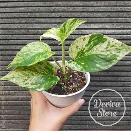 Jual Tanaman Hias Epipremnum Marble Queen Pothos Sirih Marble Plus Pot ...
