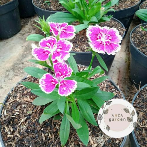 Jual Tanaman Hias Bunga Anyelir Pink | Anyelir Pink Putih - pink putih ...