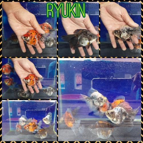 Jual Mas Koki Ryukin - Jakarta Timur - AwanLangit GoldFish | Tokopedia