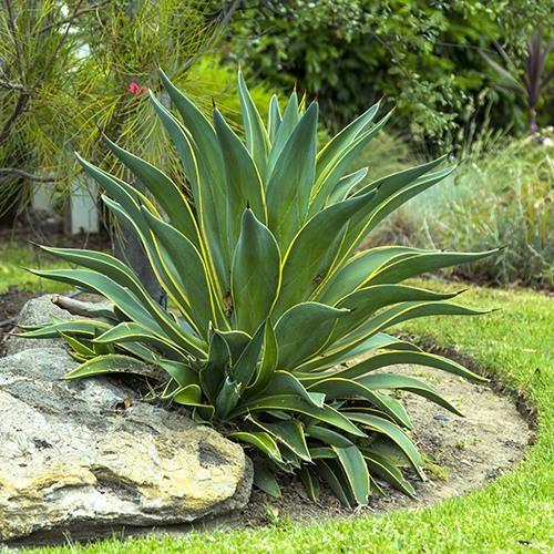 Jual tanaman hias agave siklok hijau - Kab. Malang - Agro Jaya Bibit ...