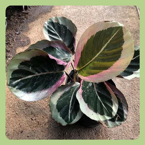 Jual Tanaman Calathea Roseopicta 'Cynthia' - Kota Batu - tokobibit.id ...