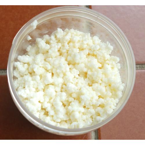 Jual Bibit Kefir Susu Fermentasi / Kefir Grain 50 gram - Dgn Freeze ...