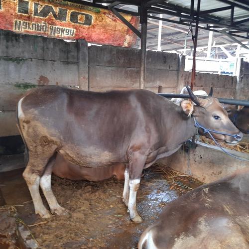 Jual sapi bali qurban bobot 350 KG - LUNAS - Kota Bekasi - Rumah Batu ...
