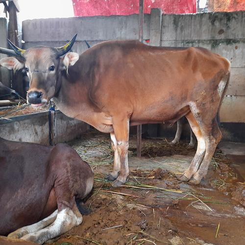 Jual sapi bali qurban 320 KG - LUNAS - Kota Bekasi - Rumah Batu Alam KA ...