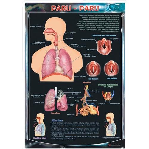 Jual Poster Paru-Paru - Kab. Sidoarjo - CV Orion | Tokopedia