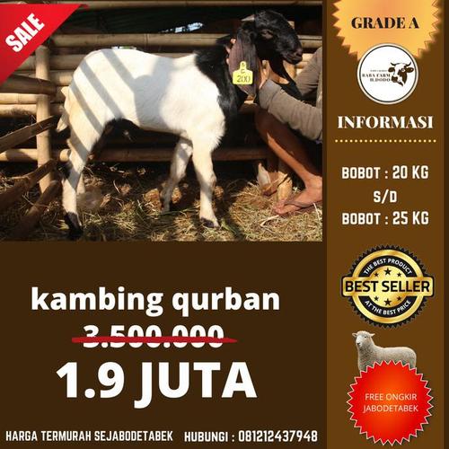 Jual Kambing Qurban ( Bobot : 20 Kg ) Grade A Waffa258 - Jakarta Timur - waffa258olshop | Tokopedia
