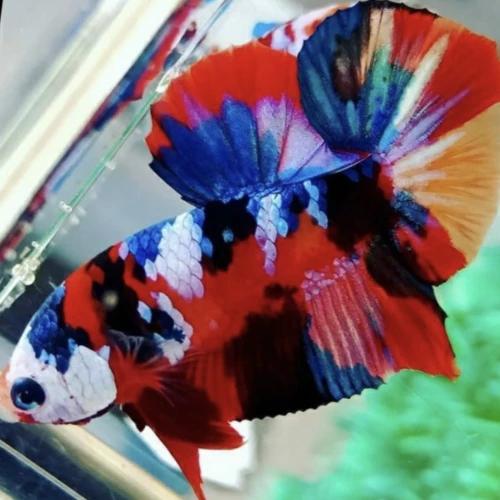 Jual ikan cupang nemo galaxy multicolour - Betina - Jakarta Timur ...
