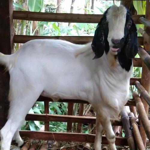 Jual Hewan Qurban / Kambing Kurban Waffa258 - Jakarta Timur - waffa258olshop | Tokopedia