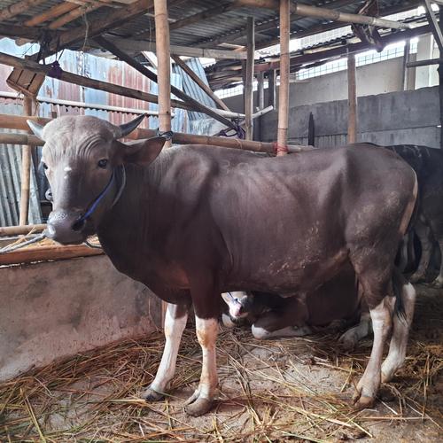 Jual sapi bali qurban bobot 300 KG - LUNAS - Kota Bekasi - Rumah Batu ...