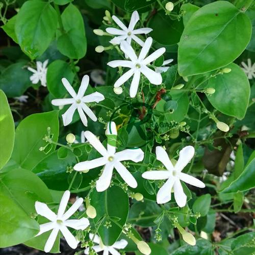 Jual Bibit Tanaman Melati Molle Wangi Langka - 1 Meter - Kota Bekasi ...