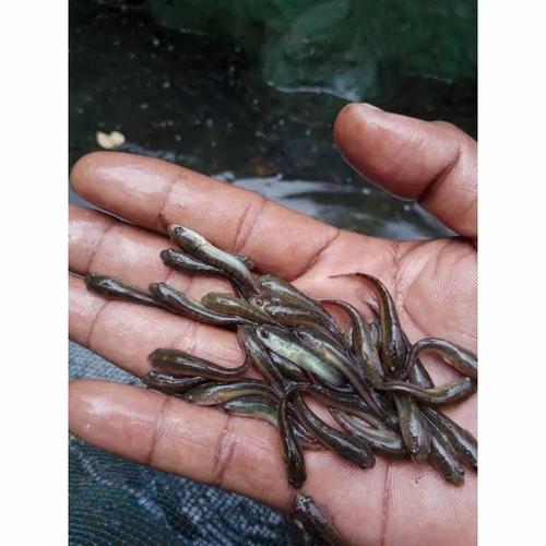 Jual bibit ikan gabus hidup per 10 ekor - Kota Depok - Raja_fish ...