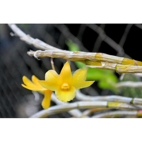 Jual Dendrobium Crocatum X Cerinum - Kab. Mojokerto - Rhea Orchids ...