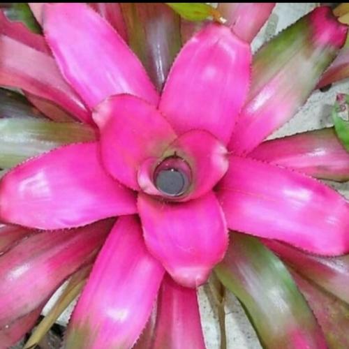Jual Pohon Bromelia Pink Gress Tanaman Hias Bromelia Pink Gras - Kab ...