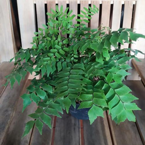Jual Tanaman gantung suplir gajah - tanaman hias suplir daun besar ...