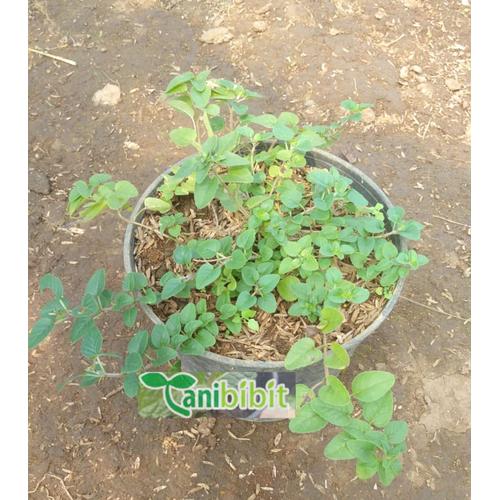 Jual Tanaman herbal oregano/bibit pohon oregano tanaman obat - Kota ...