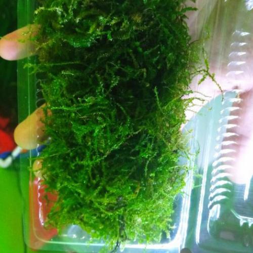 Jual Java moss tanaman aquascape aquarium - Kab. Tasikmalaya - Andrianaaquaticart | Tokopedia