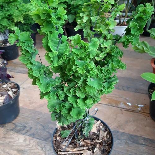 Jual Tanaman hias gantung suplir - suplir tusuk sate - suplir hias ...