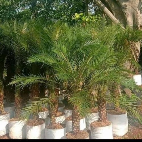 Jual pohon palem Ponik//pohon palem unik - Kab. Bogor - Tania Flowrist ...