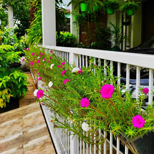 Jual tanaman hias sutra bombay bunga tumpuk - bunga sutra bombay ...