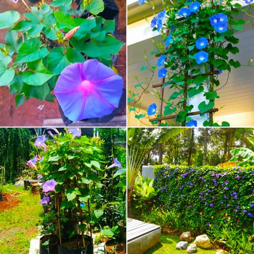 Jual tanaman merambat morning glory - bunga morning glory - bunga ungu ...