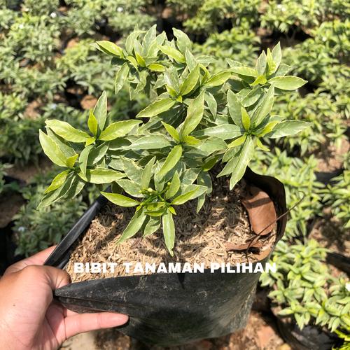 Jual Tanaman hias rombusa melati china putih rimbun mini silver ...