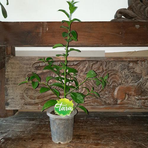 Jual Bibit Bunga Arum Dalu/Night Blooming Jasmine/Melati/Cestrum ...