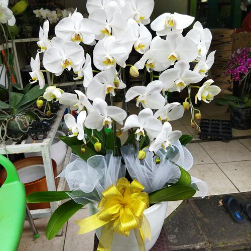 Jual rangkaian bunga anggrek asli - Jakarta Barat - Mikasa | Tokopedia