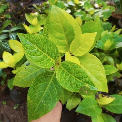 Jual tanaman bibit melati jepang -melati - Kab. Bogor - Bercocok tanam ...