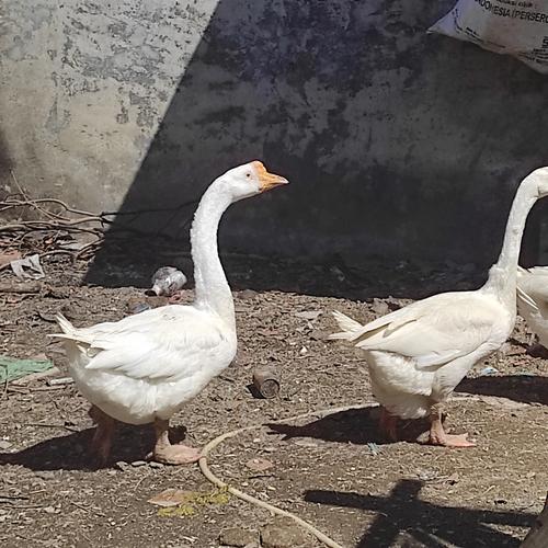 Jual Angsa / Soang Hidup (Jantan) - Kab. Deli Serdang - Pravilos ...