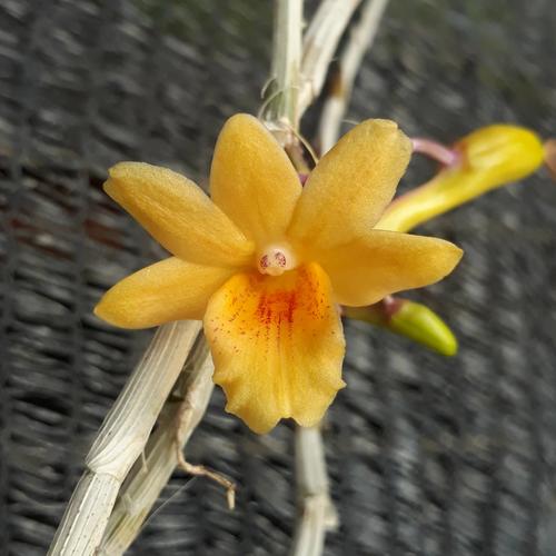 Jual Dendrobium sanguinolentum X crocatum - Kab. Mojokerto - Rhea ...